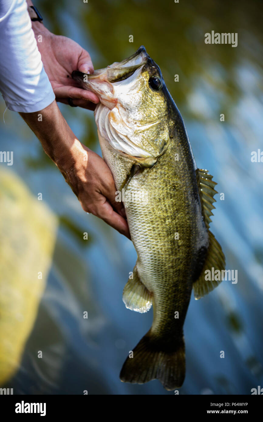 Largemouth peacock bass hi-res stock photography and images - Alamy