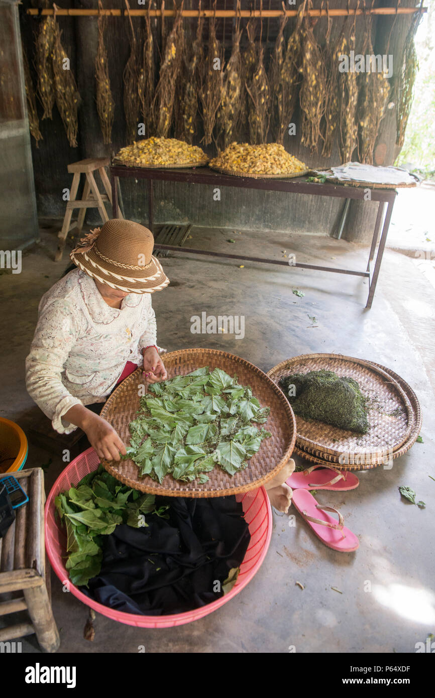a silk production at the silk Island or Koh Dach near the city of Phnom Penh of Cambodia ...