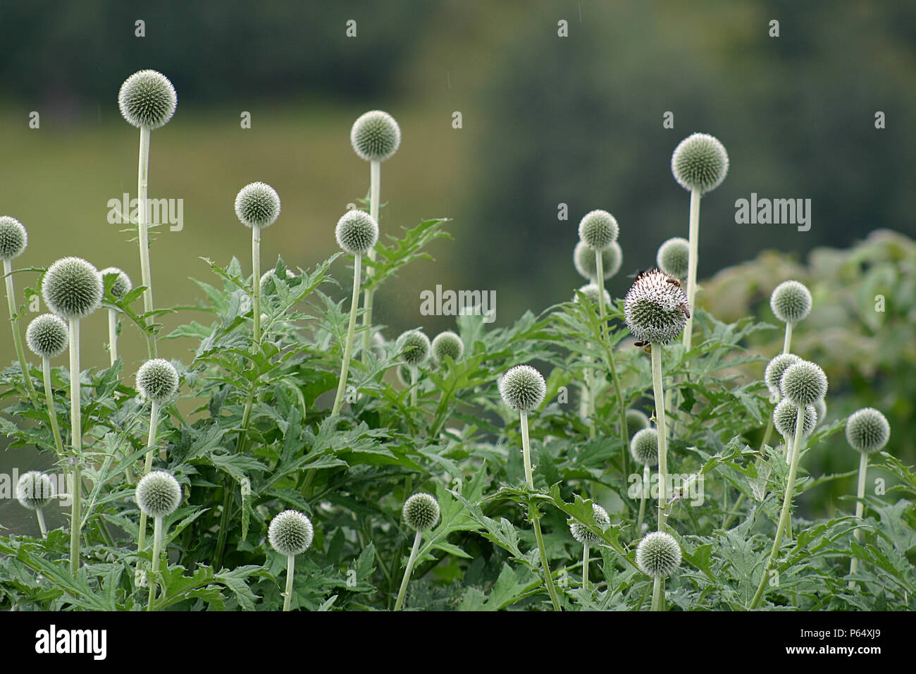 Globe thistles' spherical spiky flowers Stock Photo - Alamy