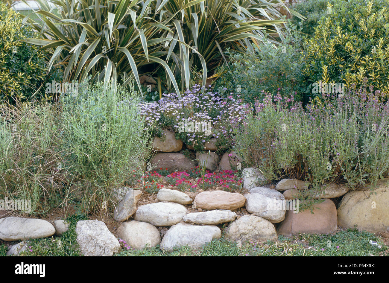 Mediterranean plants hi-res stock photography and images - Alamy