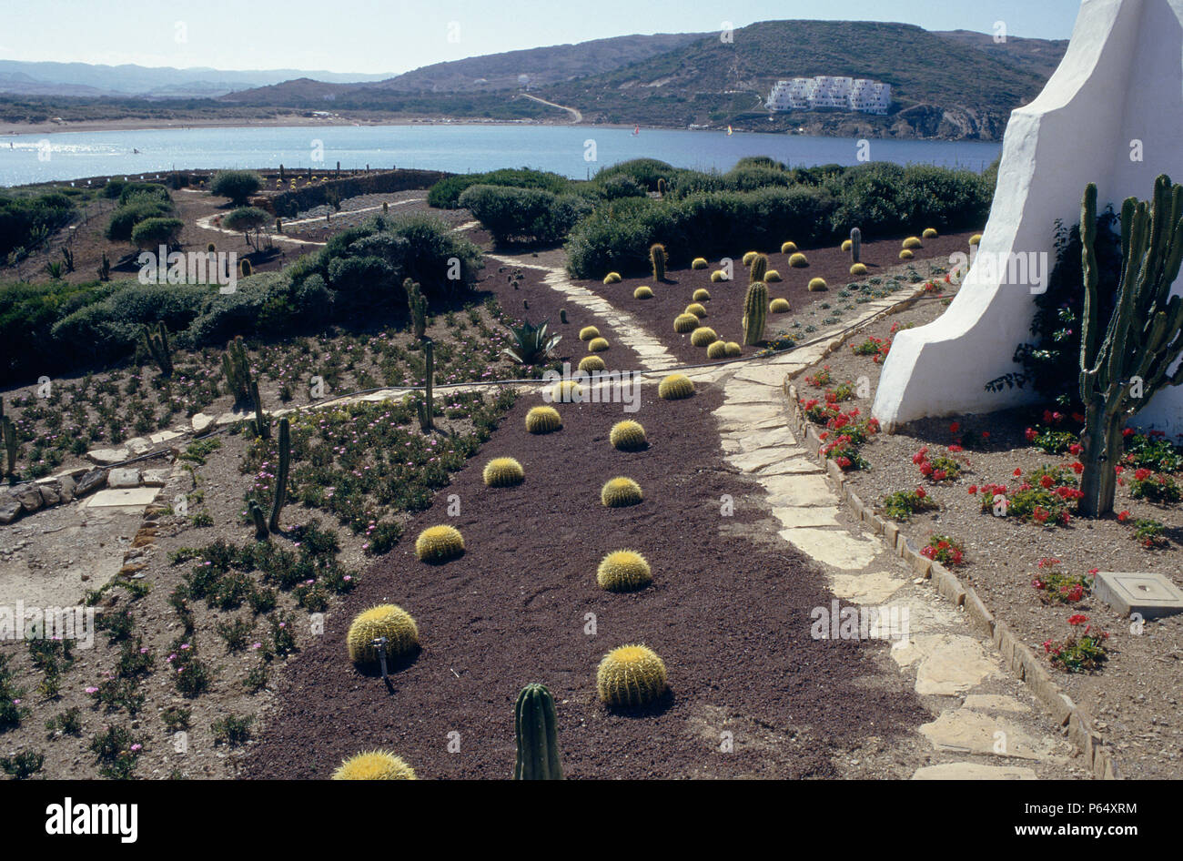 Detail of typical mediterranean plants Stock Photo - Alamy