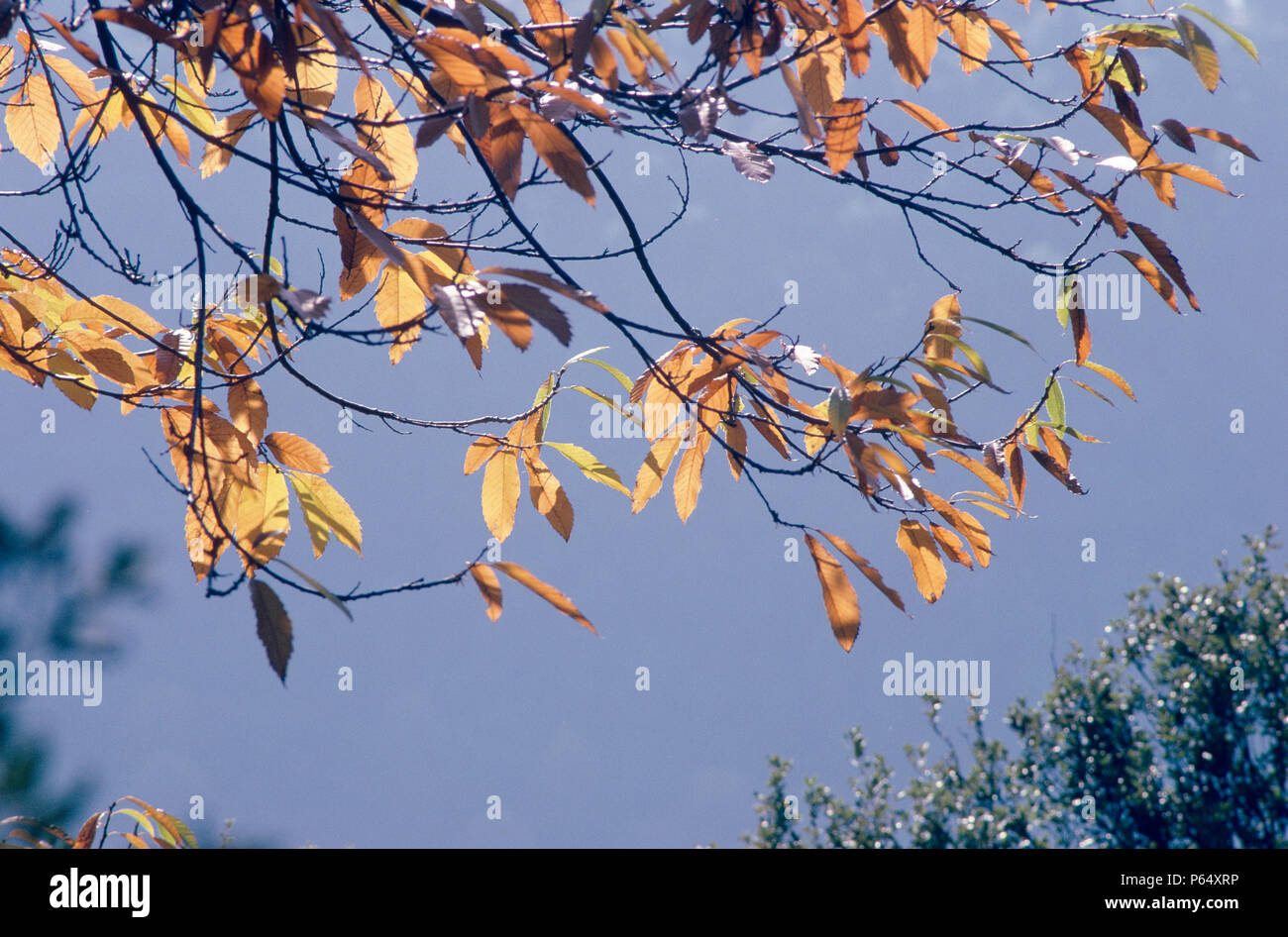 Mediterranean plants hi-res stock photography and images - Alamy