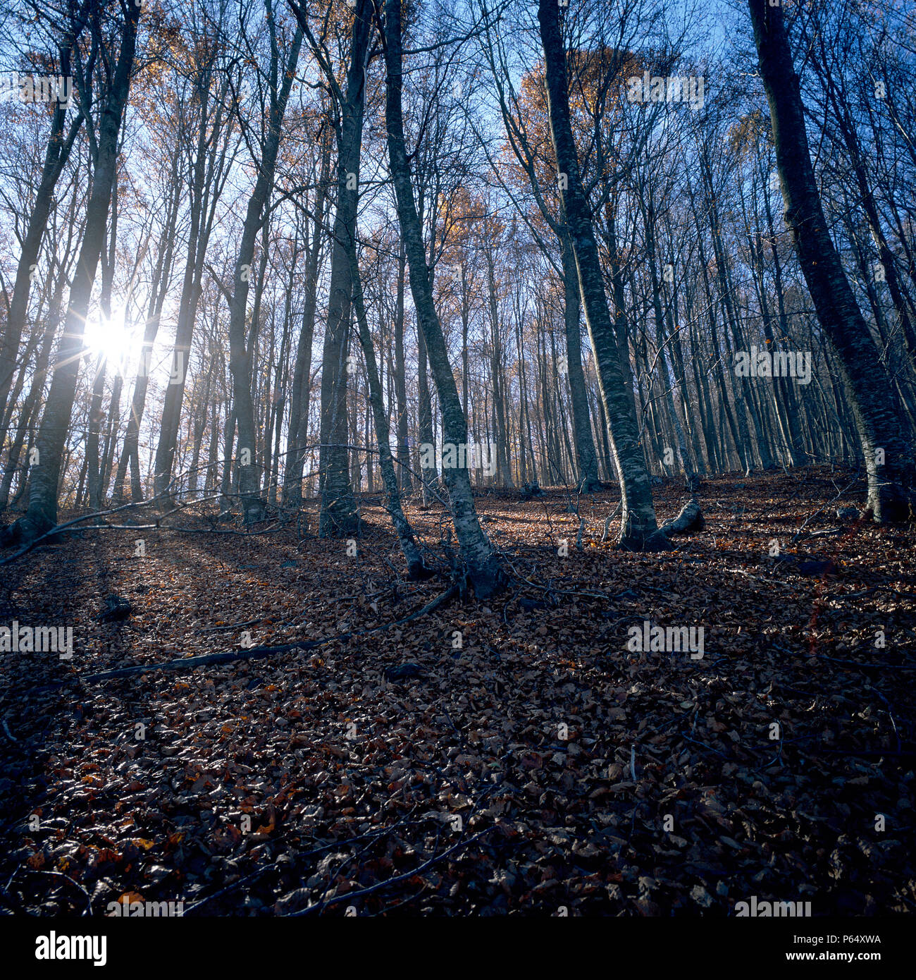 0488 hi-res stock photography and images - Alamy