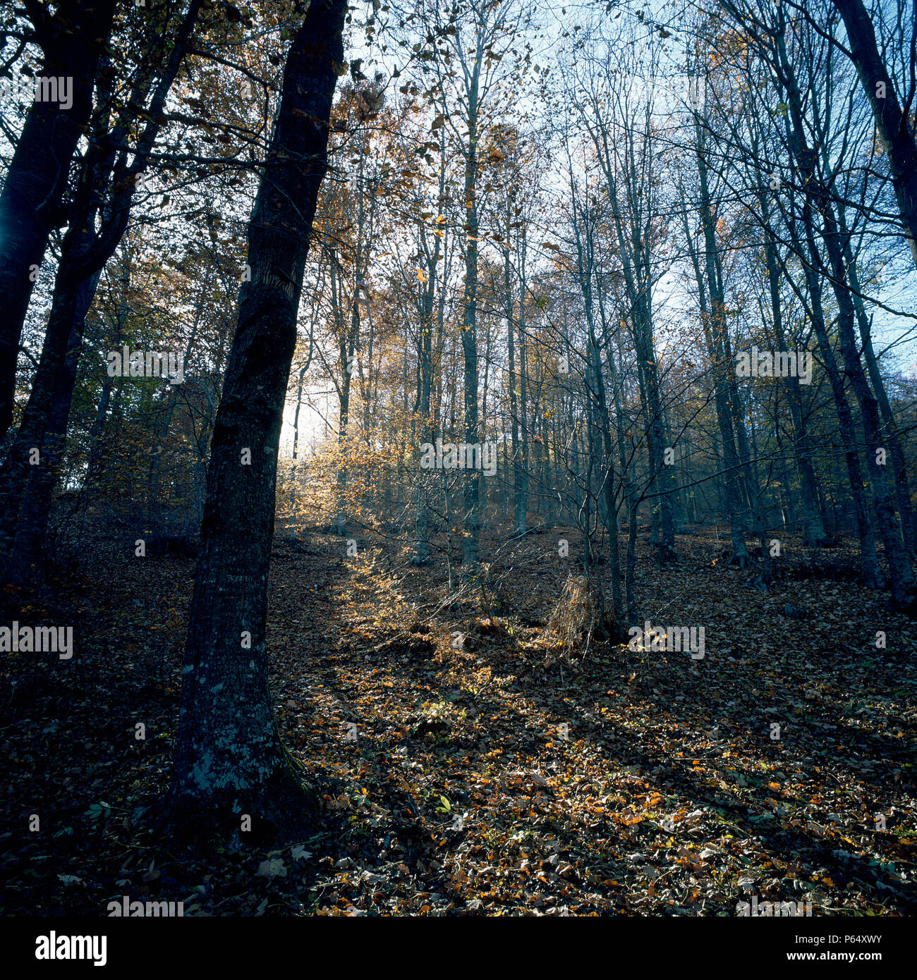 0503 hi-res stock photography and images - Alamy