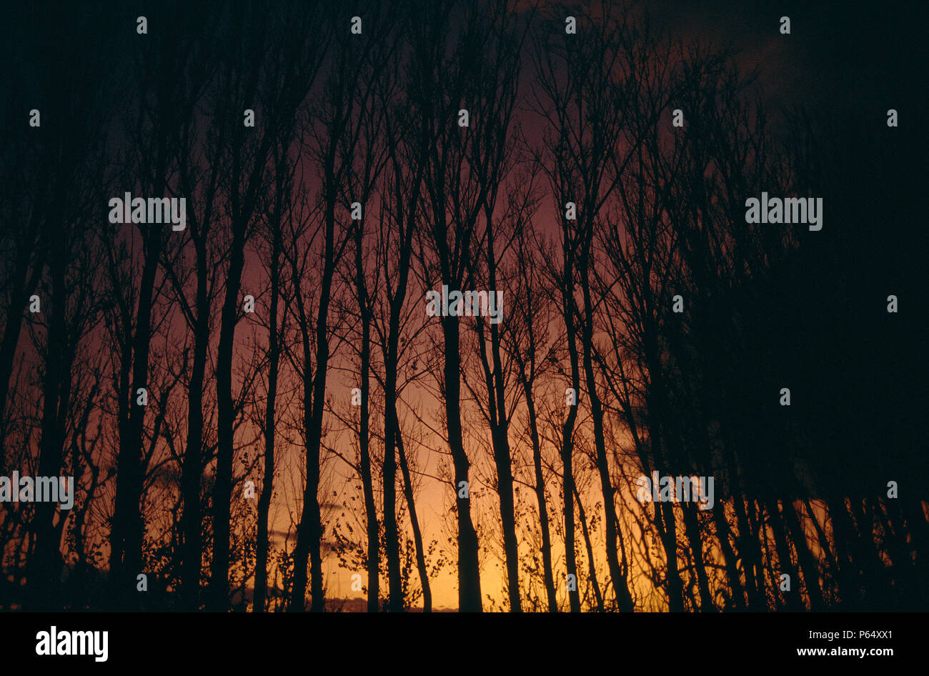 Mediterranean forest at night on fire Stock Photo - Alamy