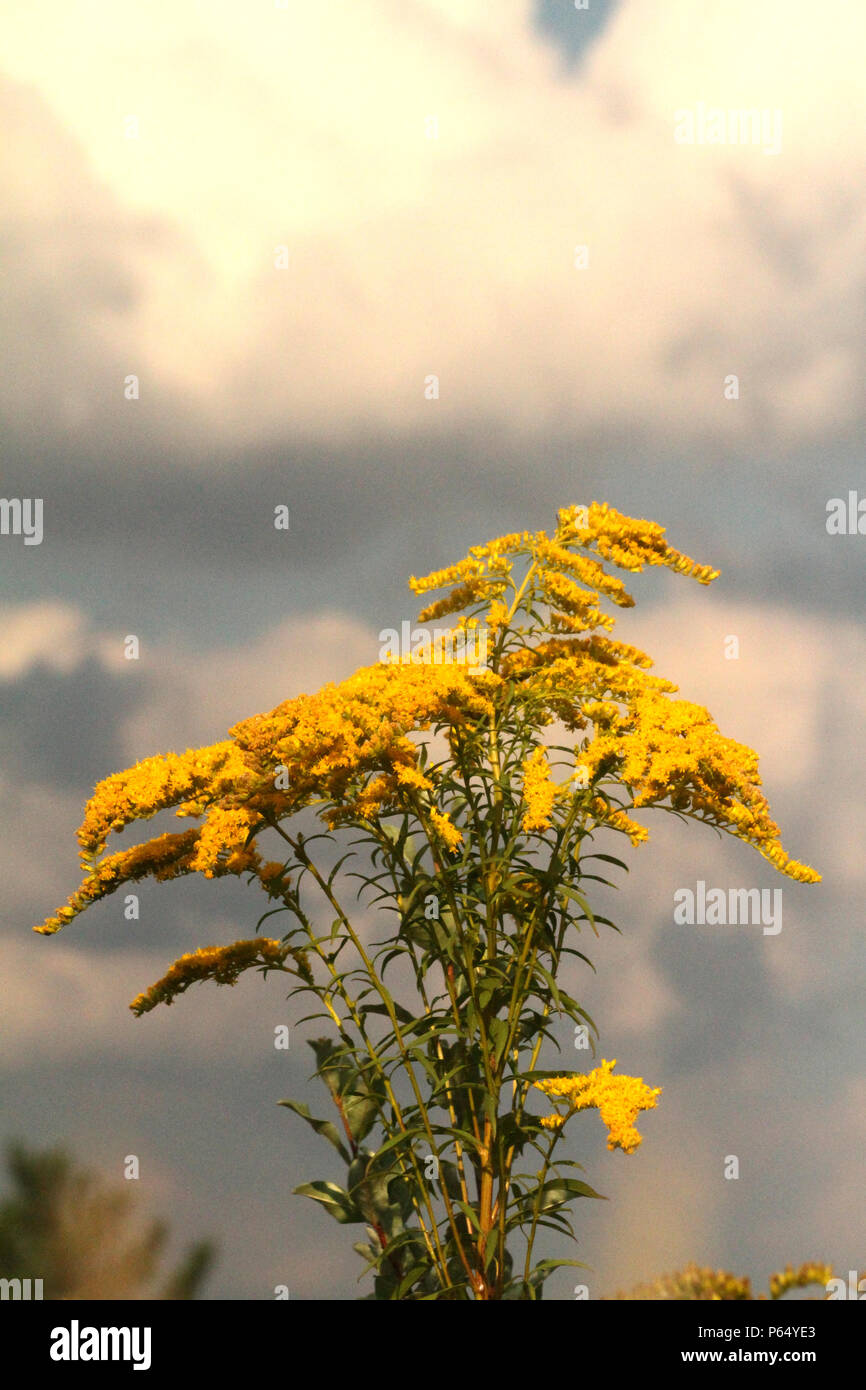 Light goldenrod yellow hi-res stock photography and images - Alamy