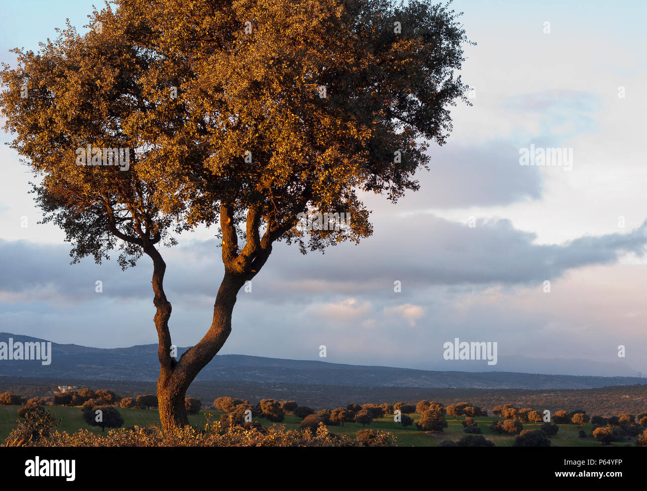 Holm oak quercus rotundifolia hi-res stock photography and images - Alamy