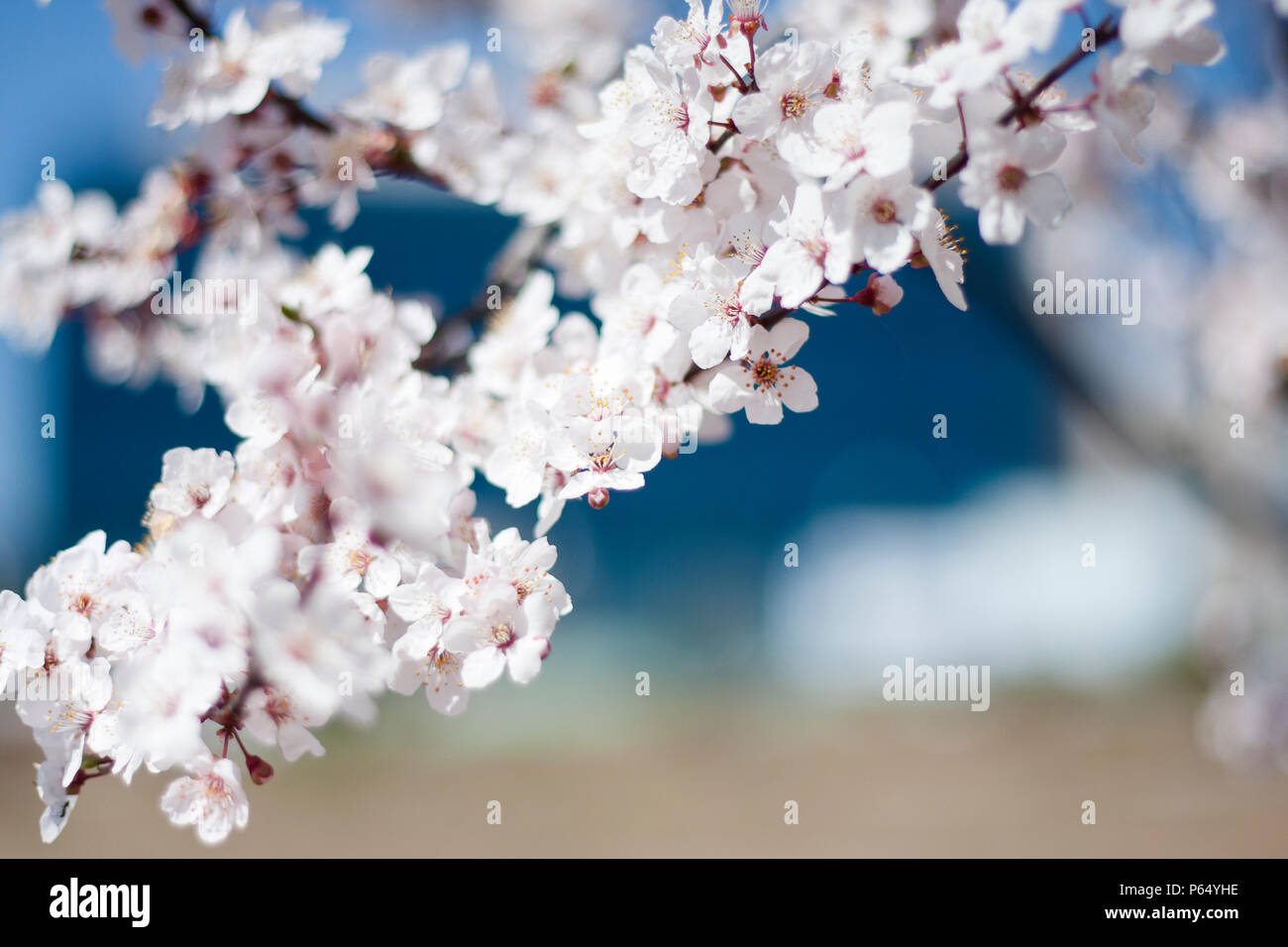 cherry blossom in early spring Stock Photo - Alamy