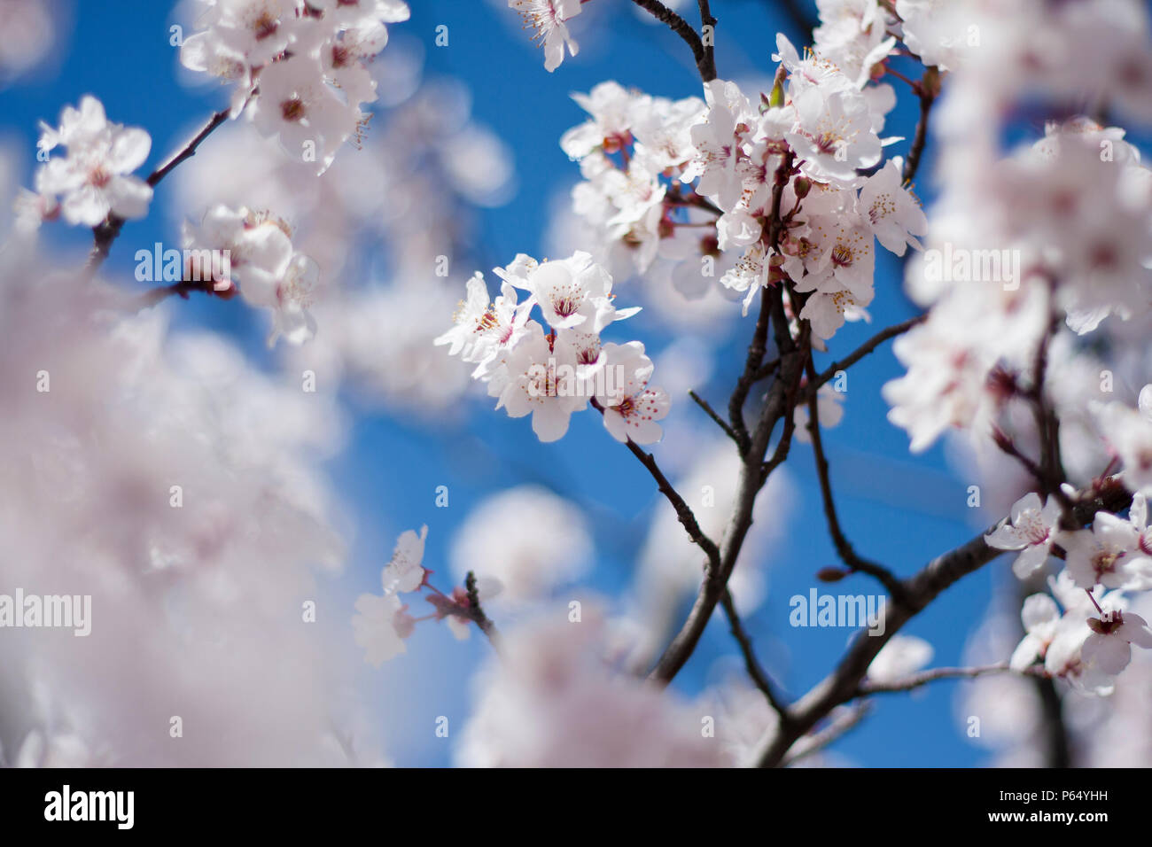 cherry blossom in early spring Stock Photo - Alamy