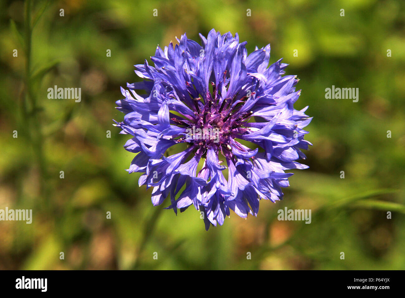 Cornflower like blue flowers hi-res stock photography and images - Alamy