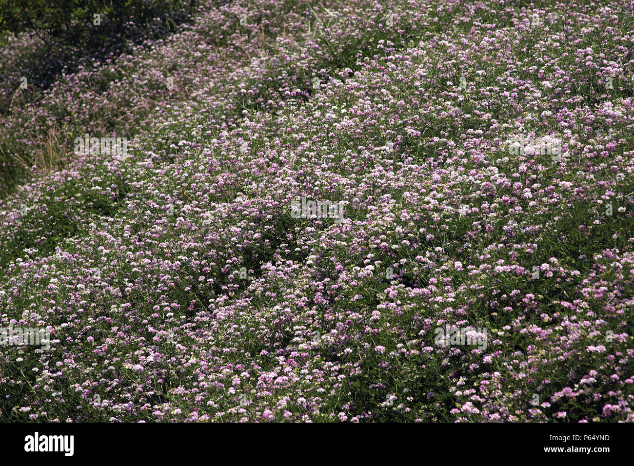 Alfalfa plant garden hi-res stock photography and images - Alamy