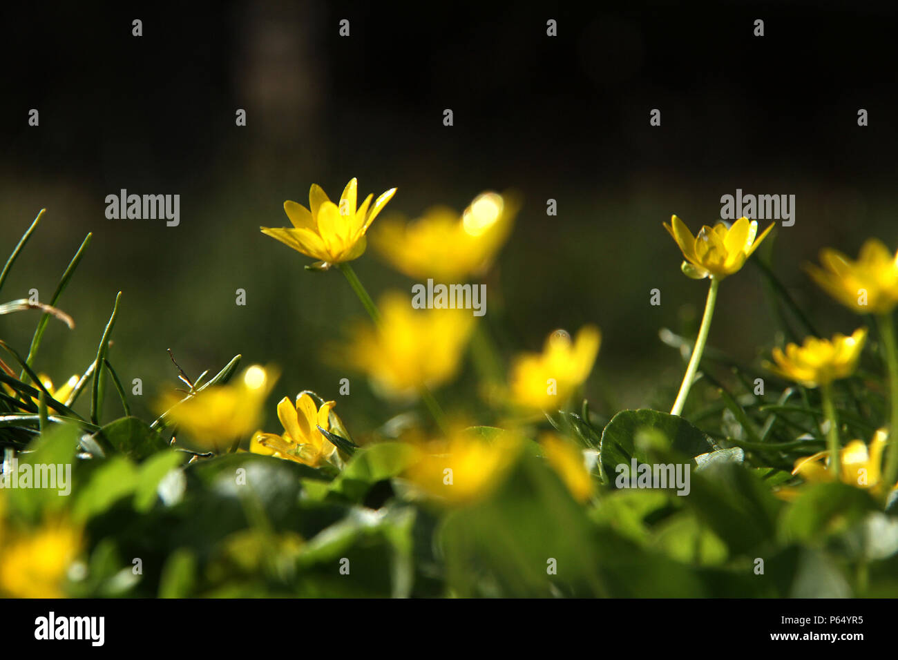 Untisor hi-res stock photography and images - Alamy