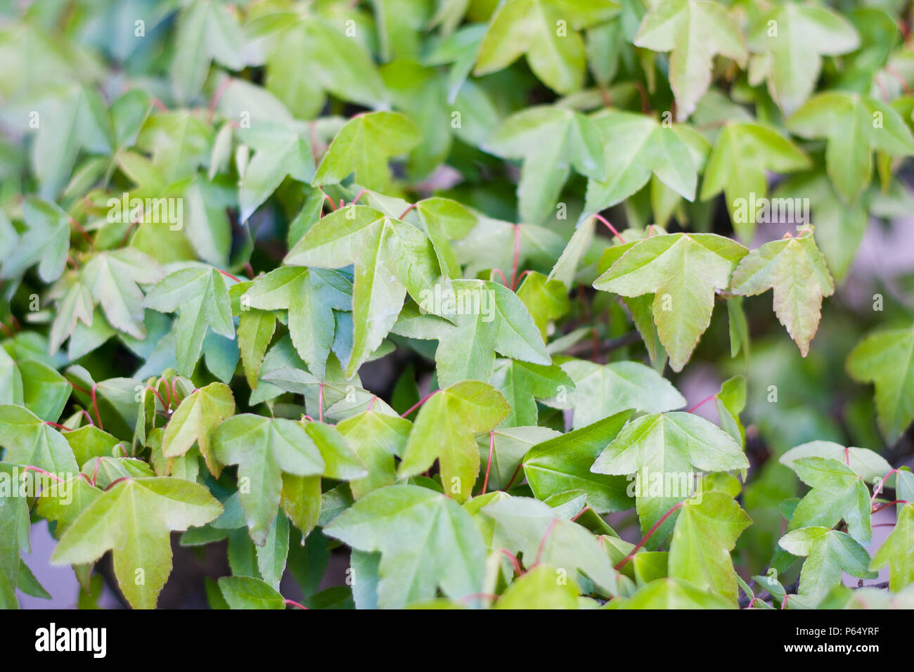 A part of bonsai foliage, three pointed maple Stock Photo - Alamy