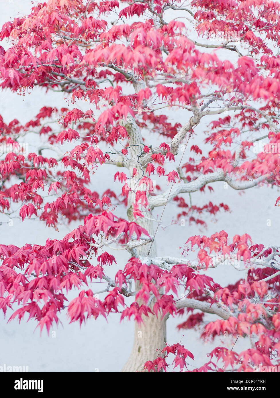 Pointed leaf part hi-res stock photography and images - Alamy