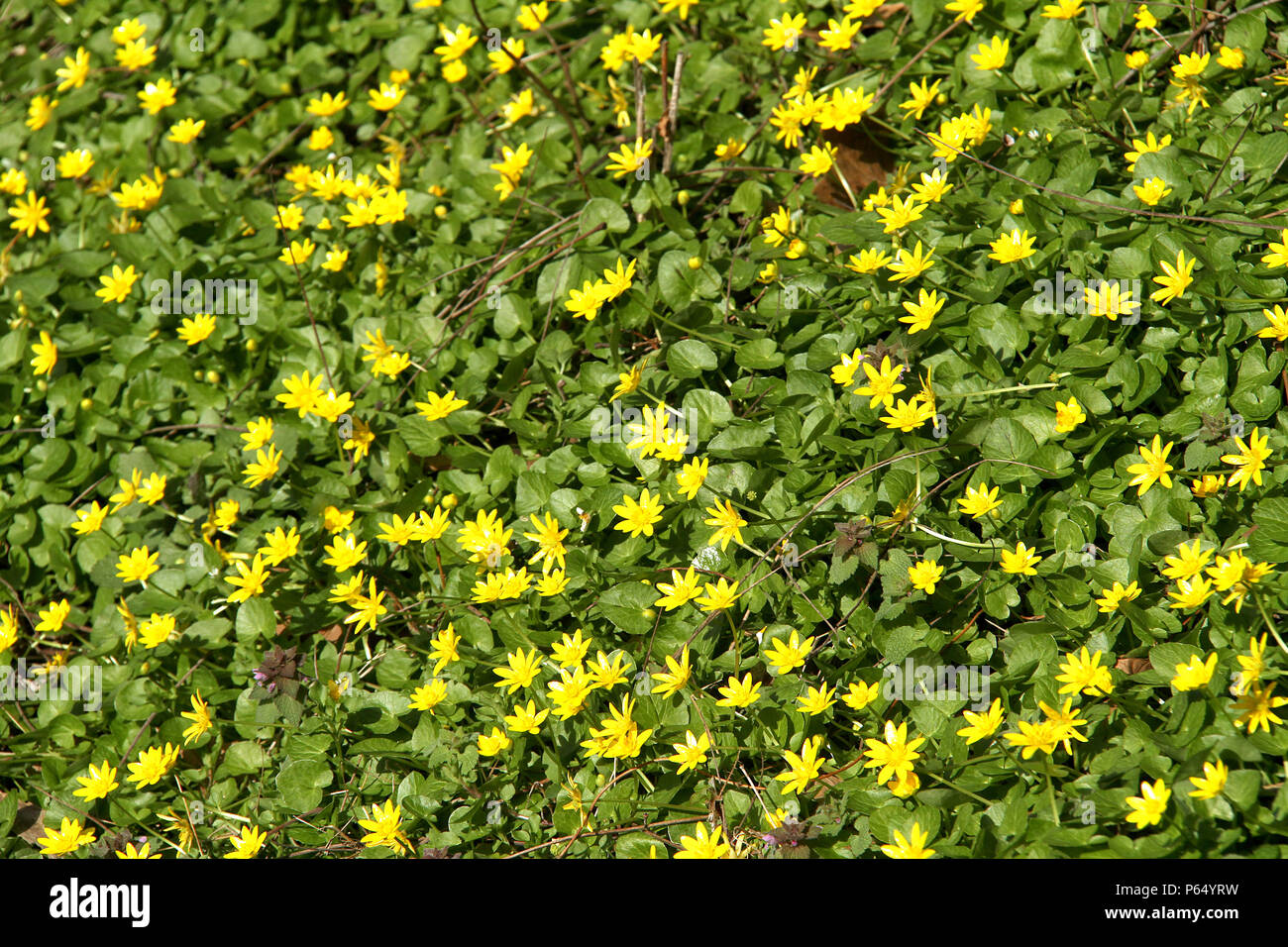 Beautiful lesser celandine flowers hi-res stock photography and images ...
