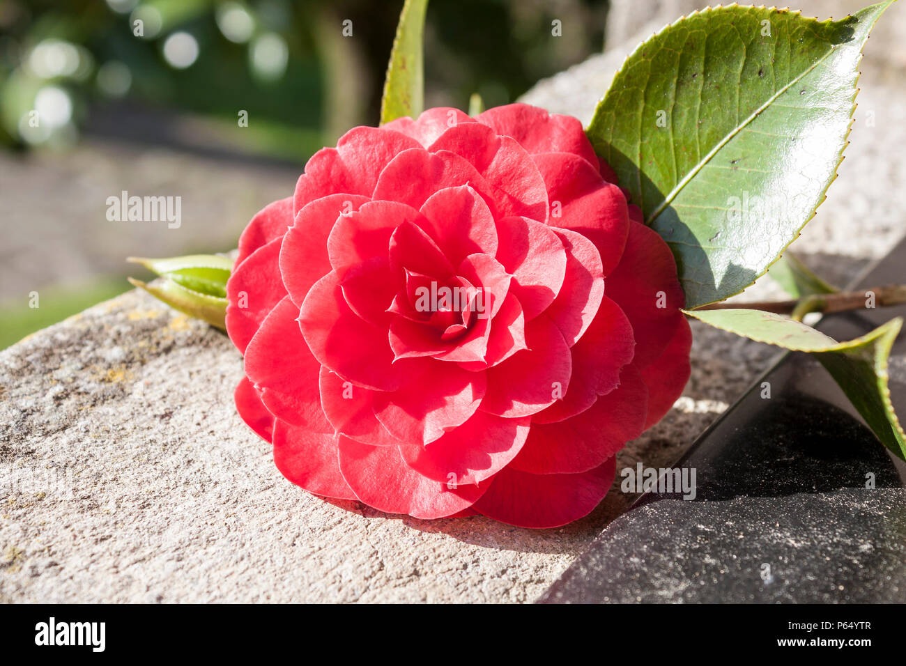 Red rose green leaves hi-res stock photography and images - Alamy