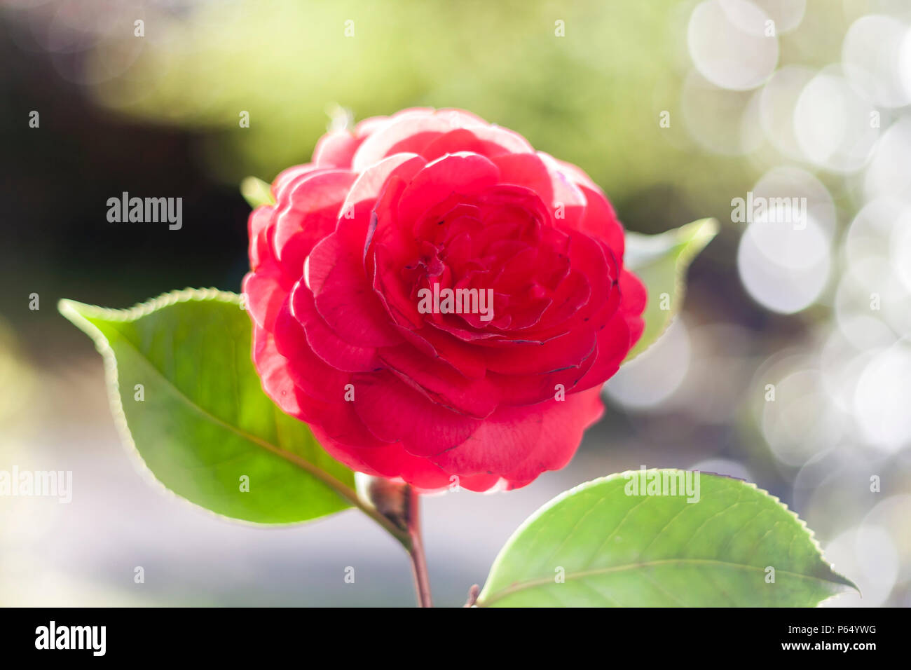 single red rose with green leaves Stock Photo - Alamy