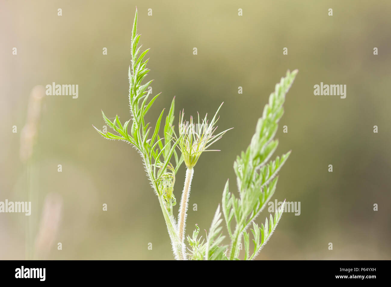 Background blur plants in spring with deep Stock Photo - Alamy