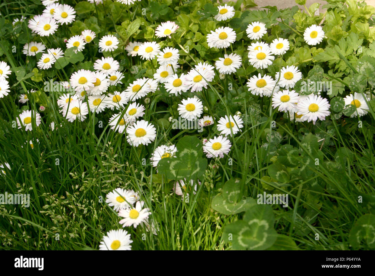 Grim flowers hi-res stock photography and images - Alamy