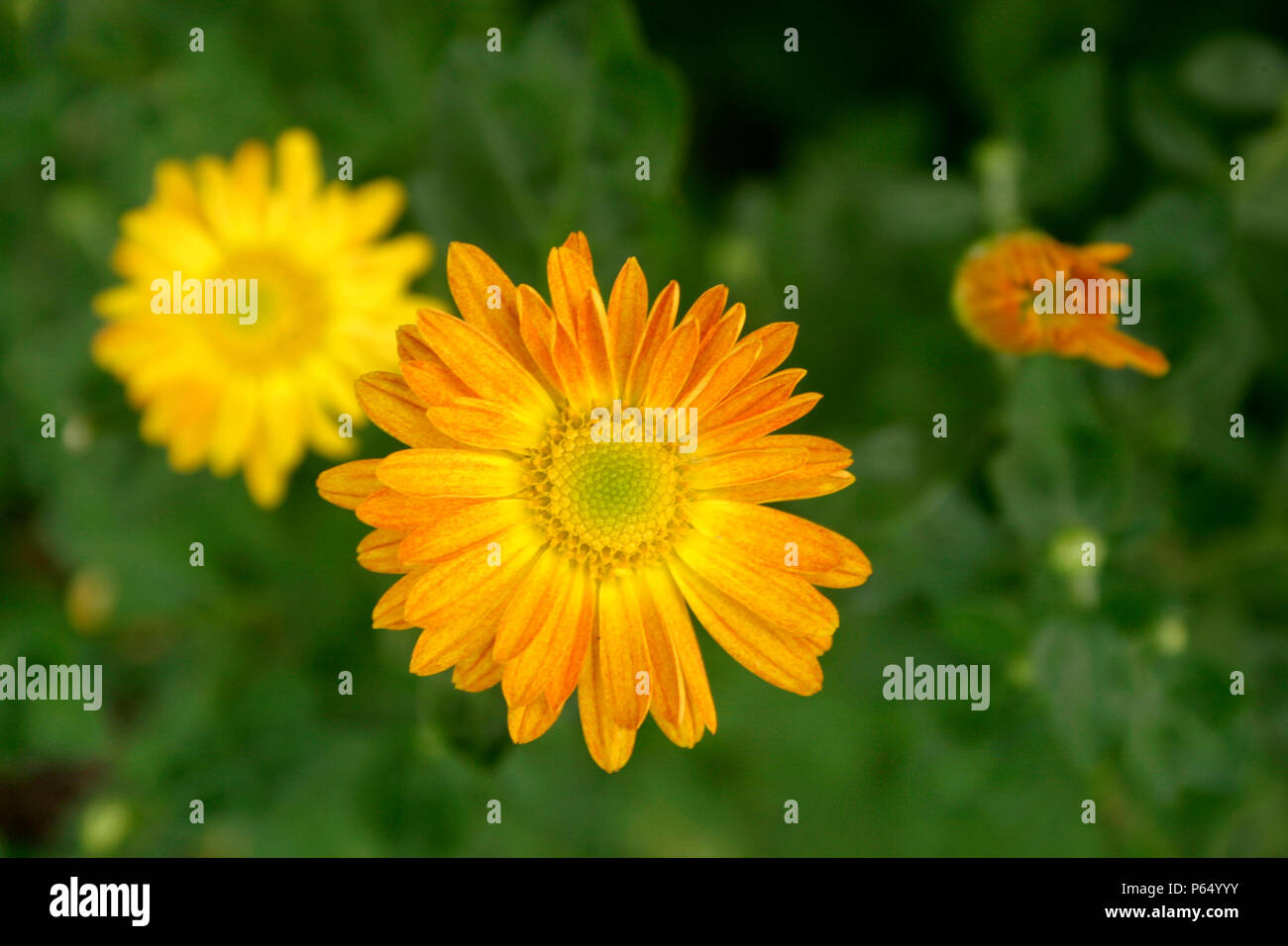 Calendulas hi-res stock photography and images - Alamy