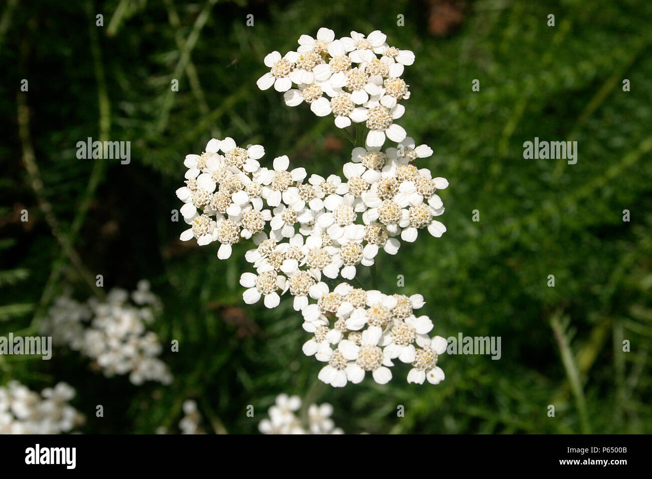 Yarrow flowers close up hi-res stock photography and images - Alamy