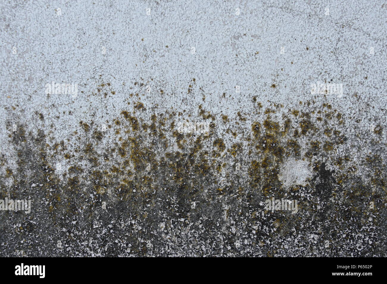 Weed texture on floor hi-res stock photography and images - Alamy