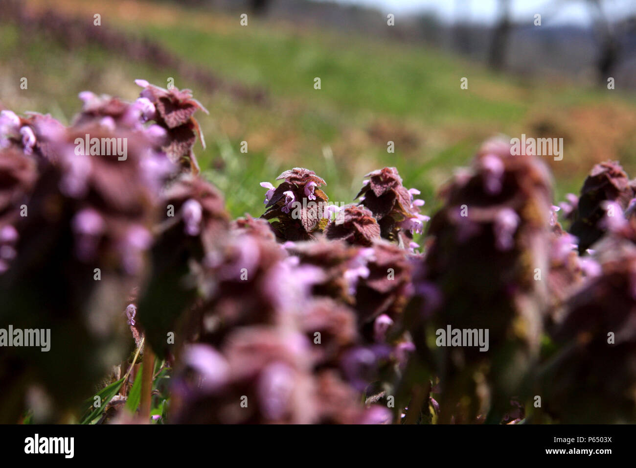 Purple dead hi-res stock photography and images - Alamy