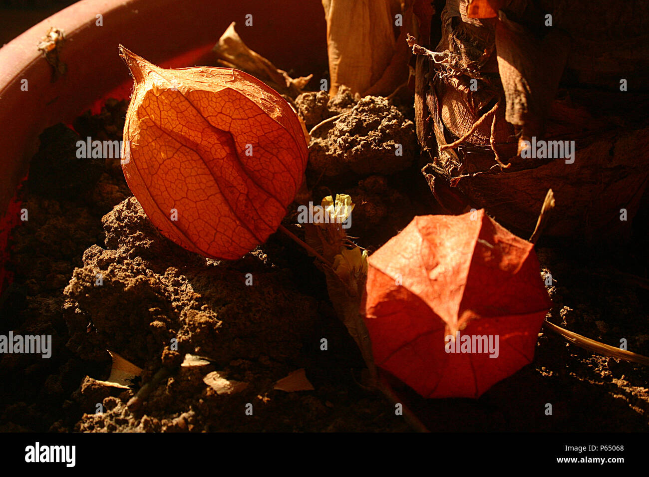 Chinese lantern plants are dried hi-res stock photography and images ...