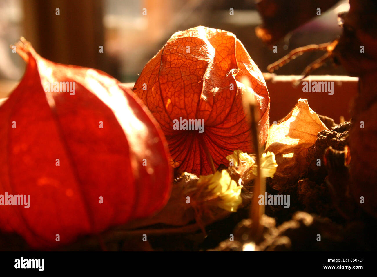 Dried Chinese lantern husks used as ornaments Stock Photo - Alamy