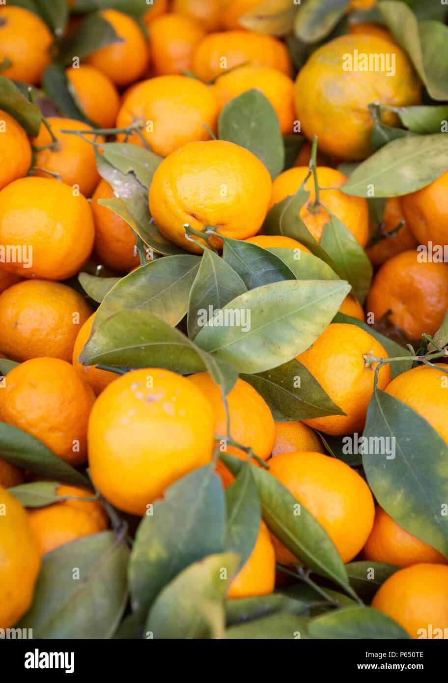 Oranges with Stems Stock Photo - Alamy