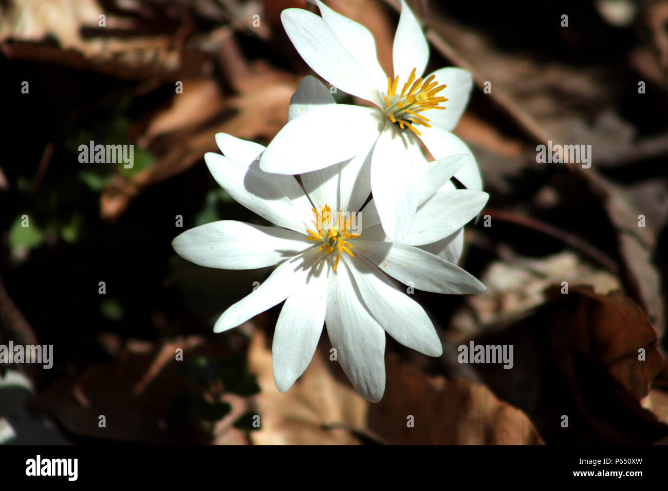 Close up of Sanguinaria canadensis (Bloodroot) flowers in the woods ...