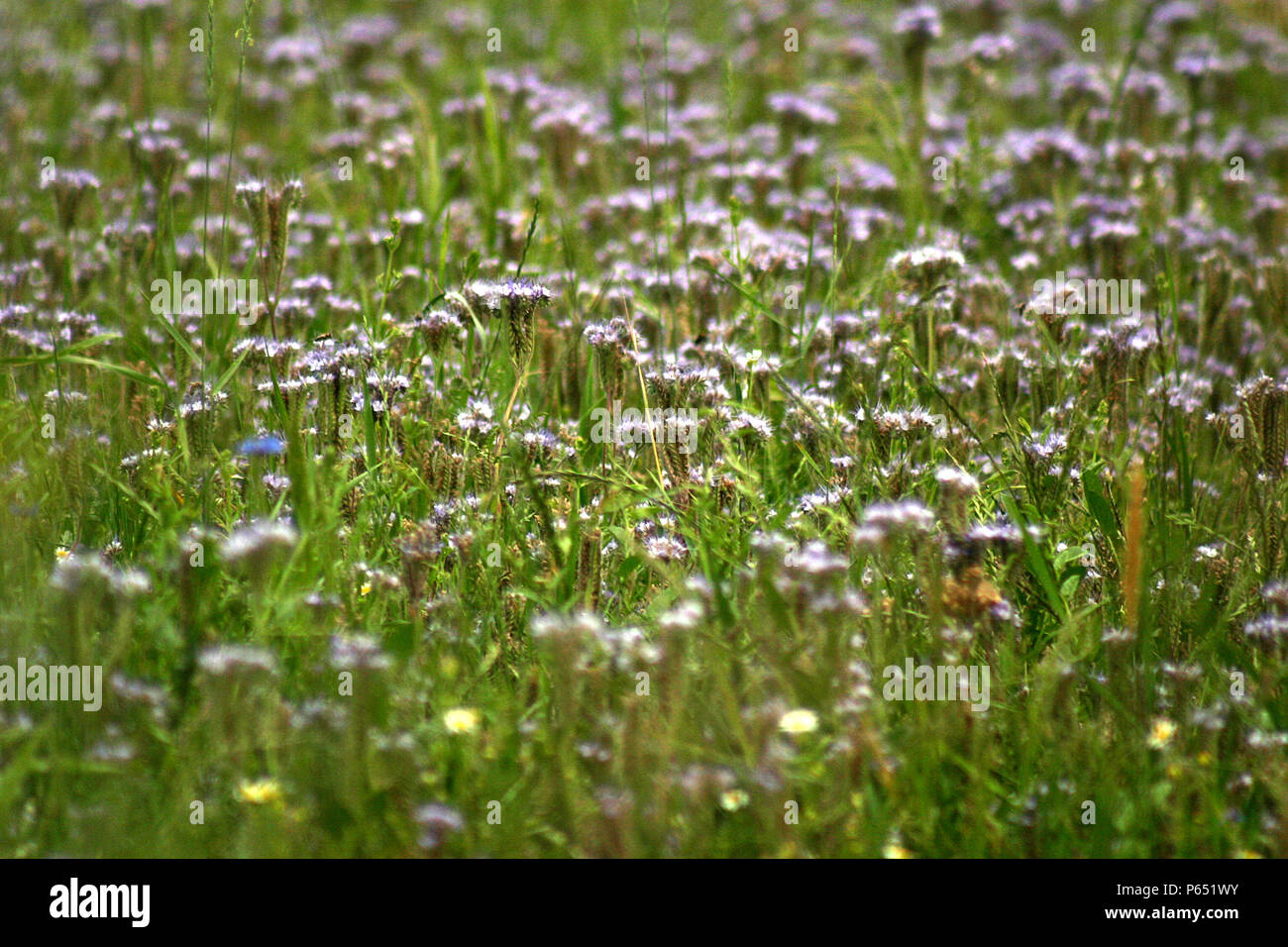 Lacy flowers hi-res stock photography and images - Alamy