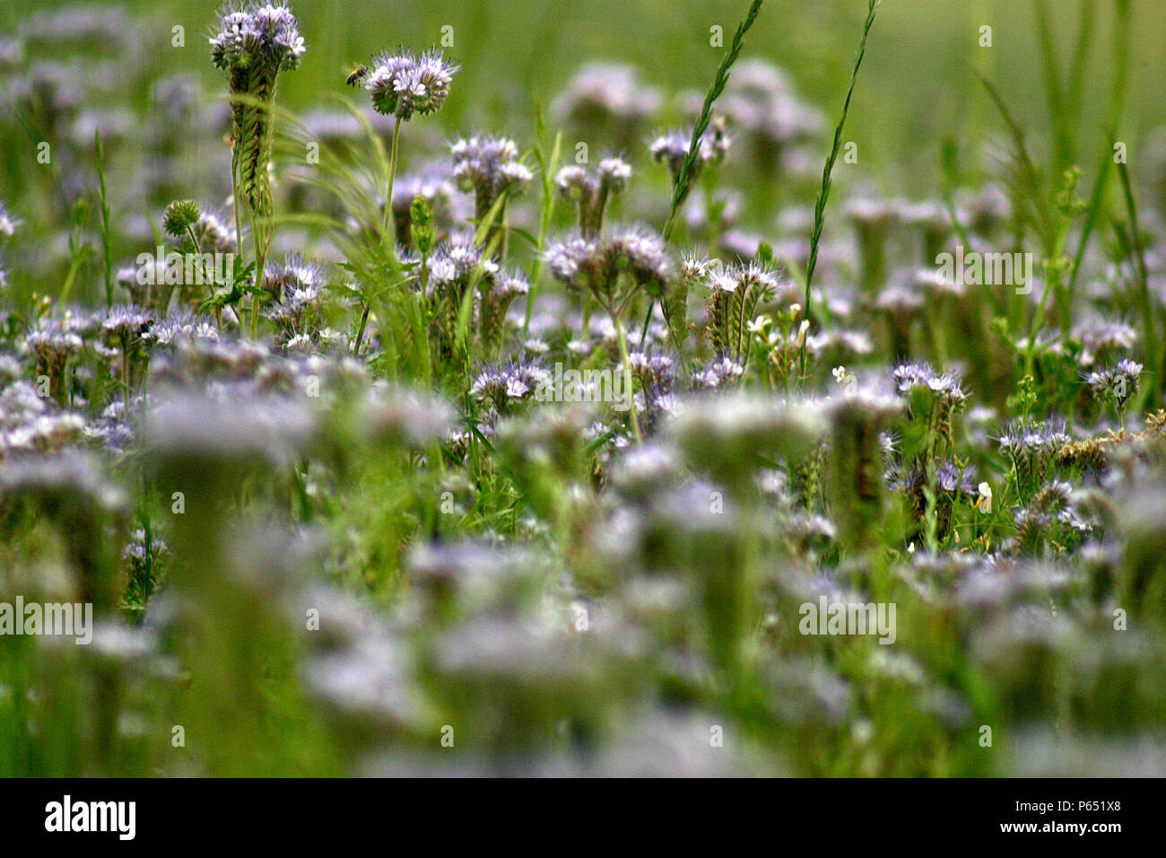 Lacy flowers hi-res stock photography and images - Alamy