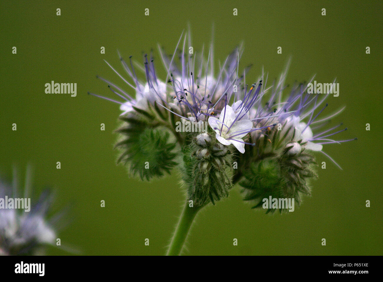 Lacy flowers hi-res stock photography and images - Alamy