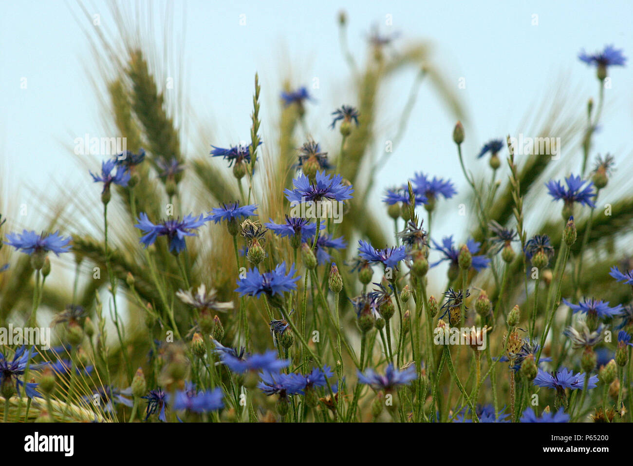 Cornflowers (Centaurea cyanus) in field Stock Photo - Alamy