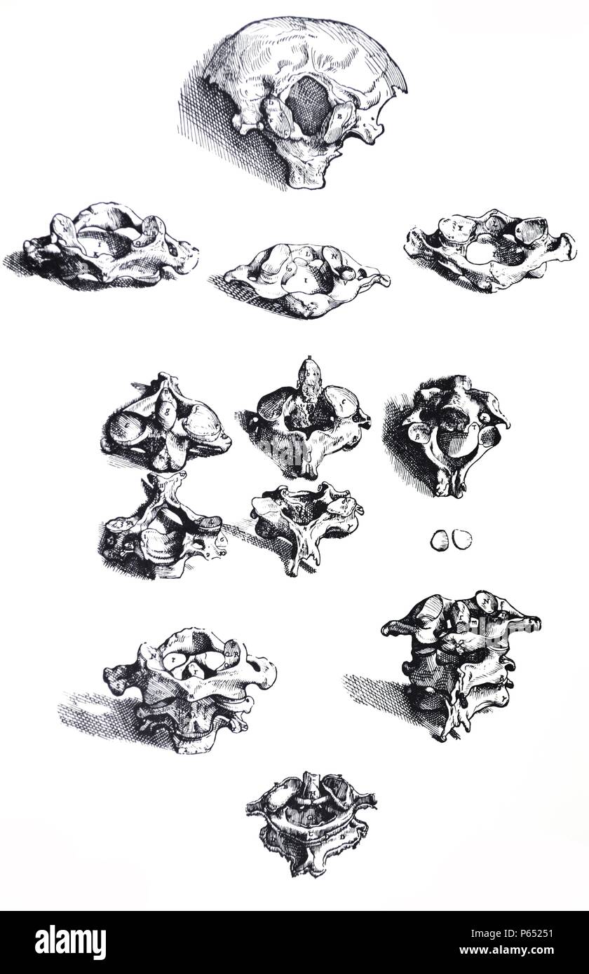 The Plates from the First Book of the De Humani Corporis Fabrica by ...