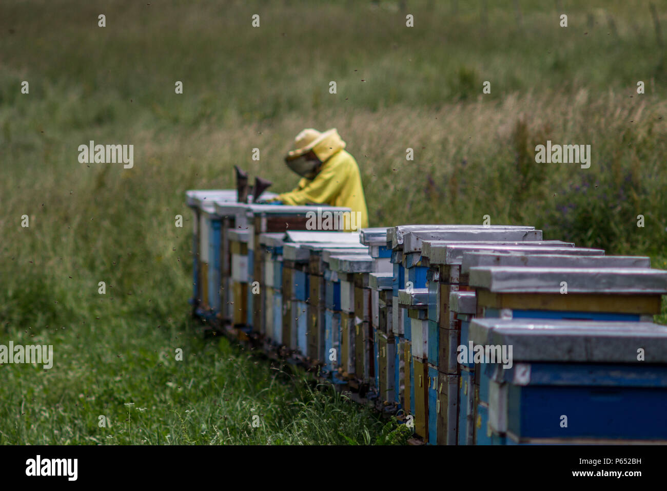 Beekeeping hut hi-res stock photography and images - Alamy