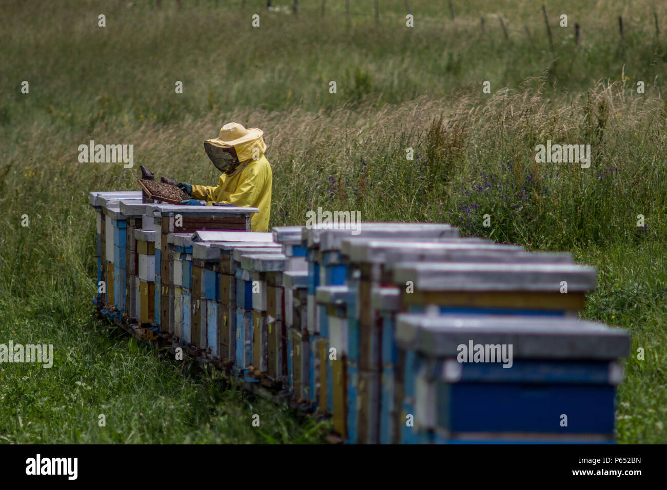 Beekeeper in grass Stock Photo - Alamy