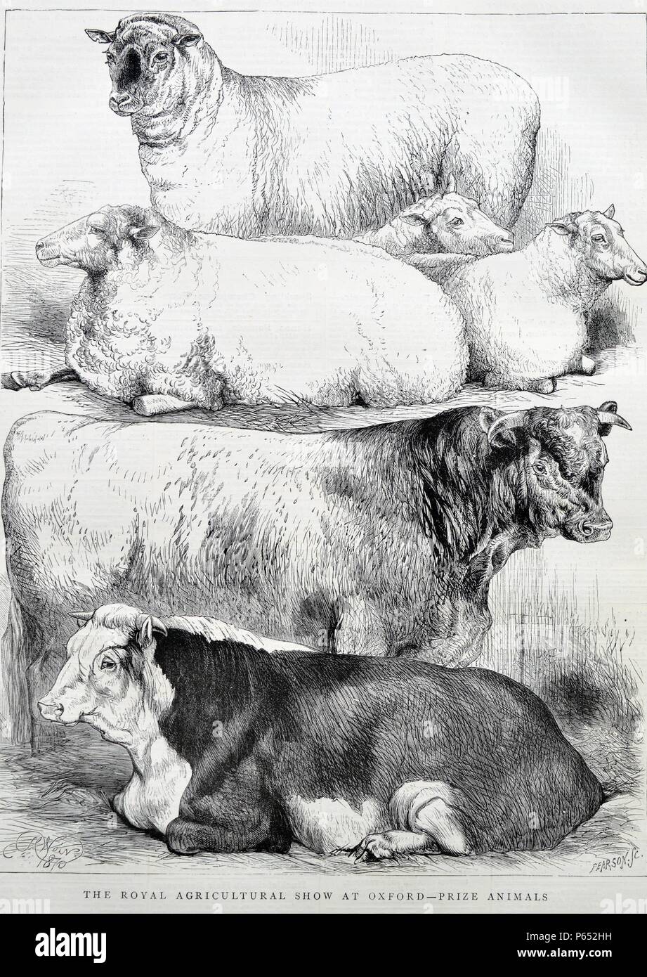 Engraving of prize sheep and cattle on display at the Royal ...