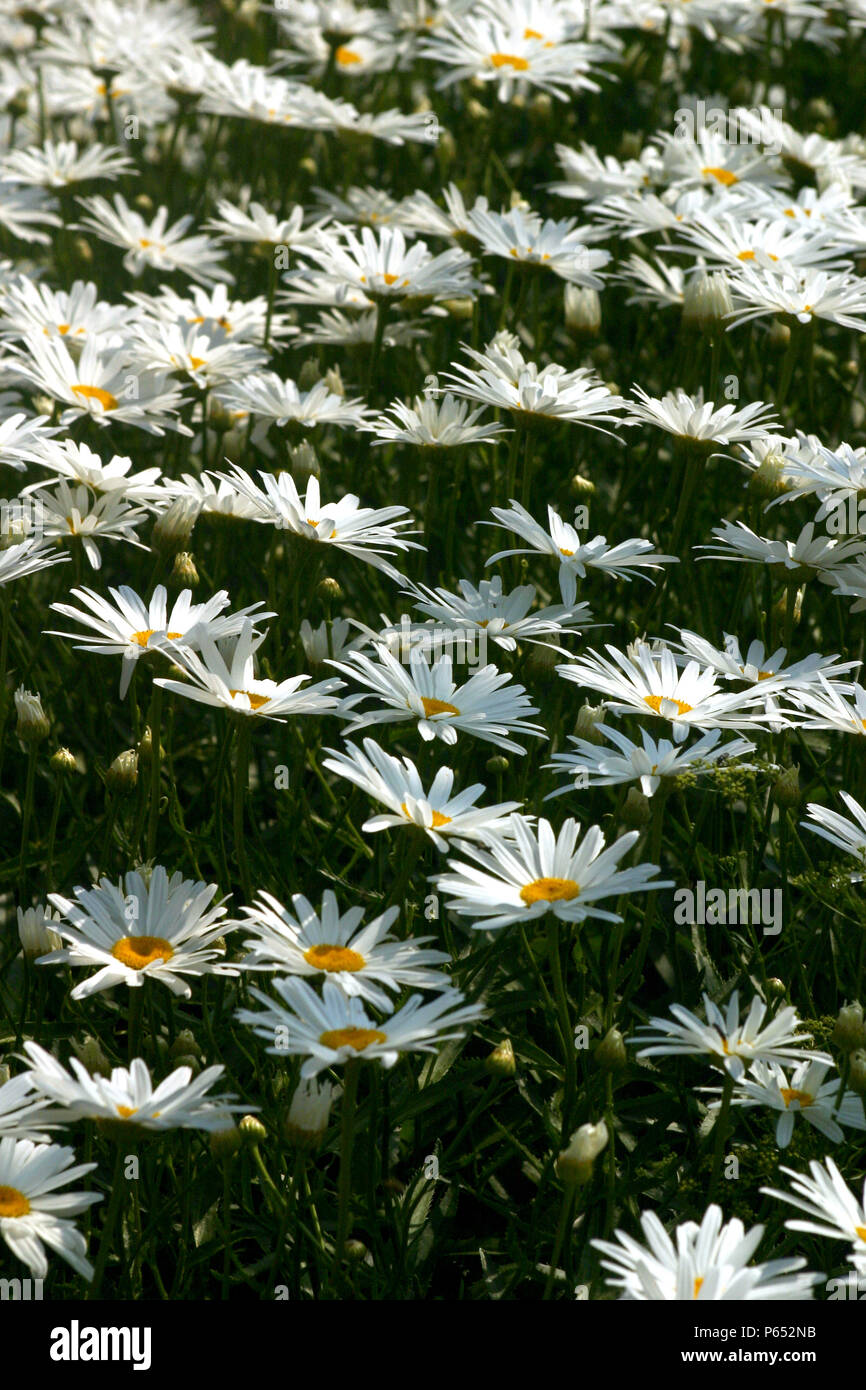 Close up of Common Daisy flowers Stock Photo - Alamy