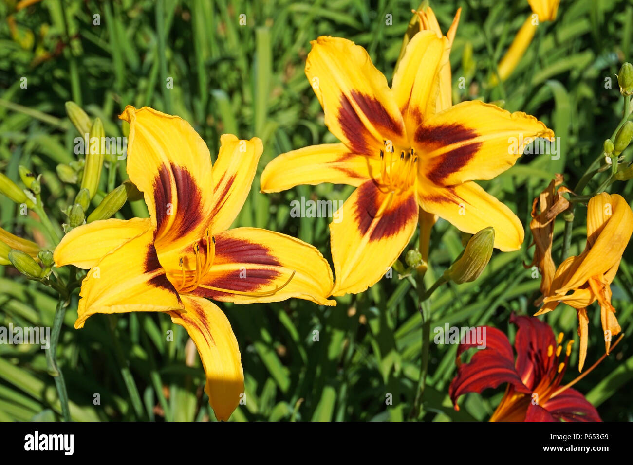 Yellow lily flowers in summer time in the garden Stock Photo - Alamy