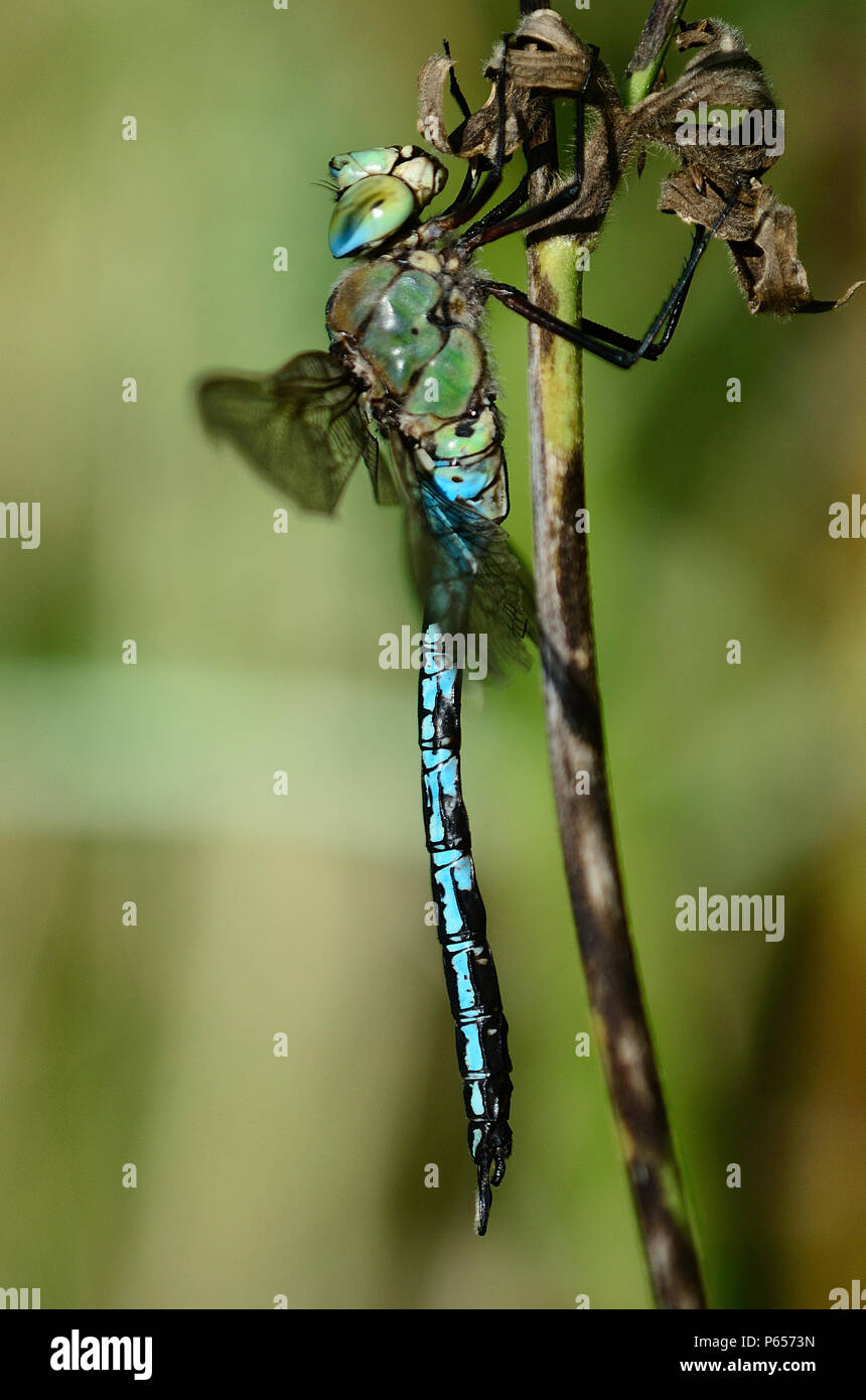 male emperor dragonfly at rest Stock Photo - Alamy