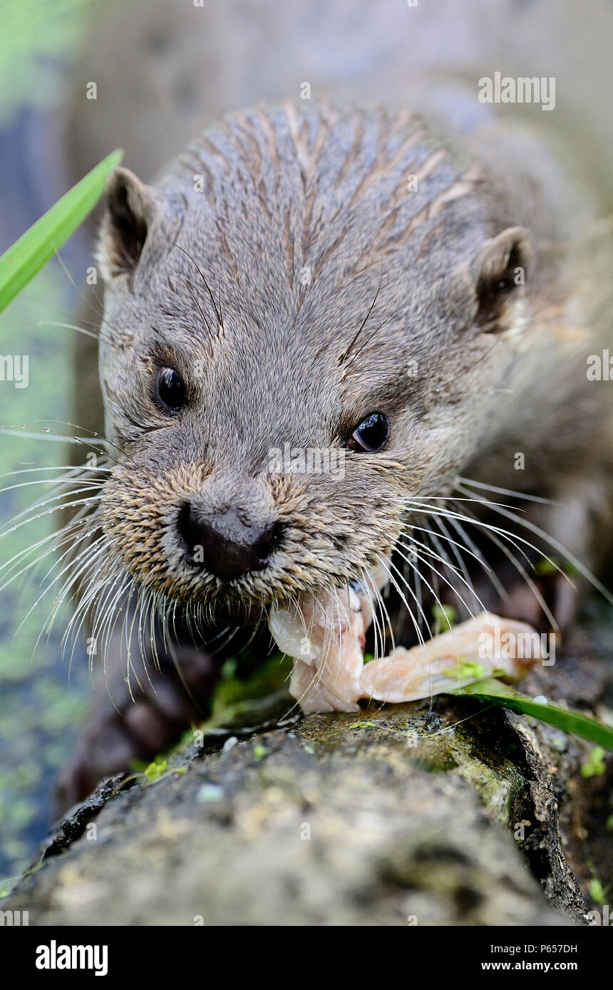 Portrait of an otter eating fish Stock Photo - Alamy