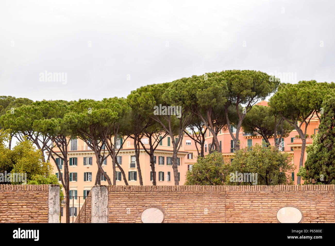 Italian Stone Pine - Landscape, Rome Italy Stock Photo - Alamy