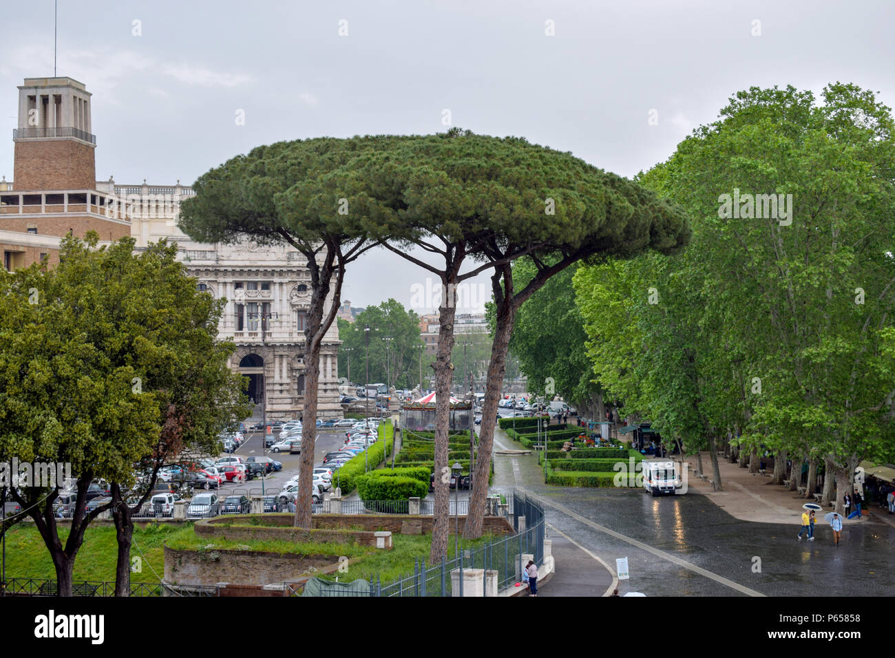 Italian Stone Pine - Landscape, Rome Italy Stock Photo - Alamy