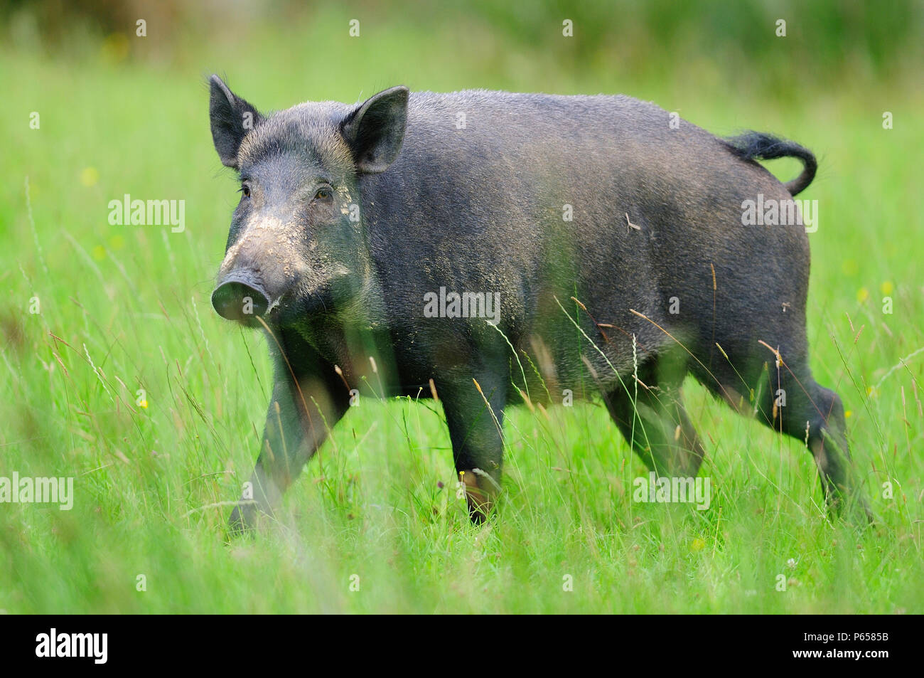 Female wild boar in field Stock Photo - Alamy