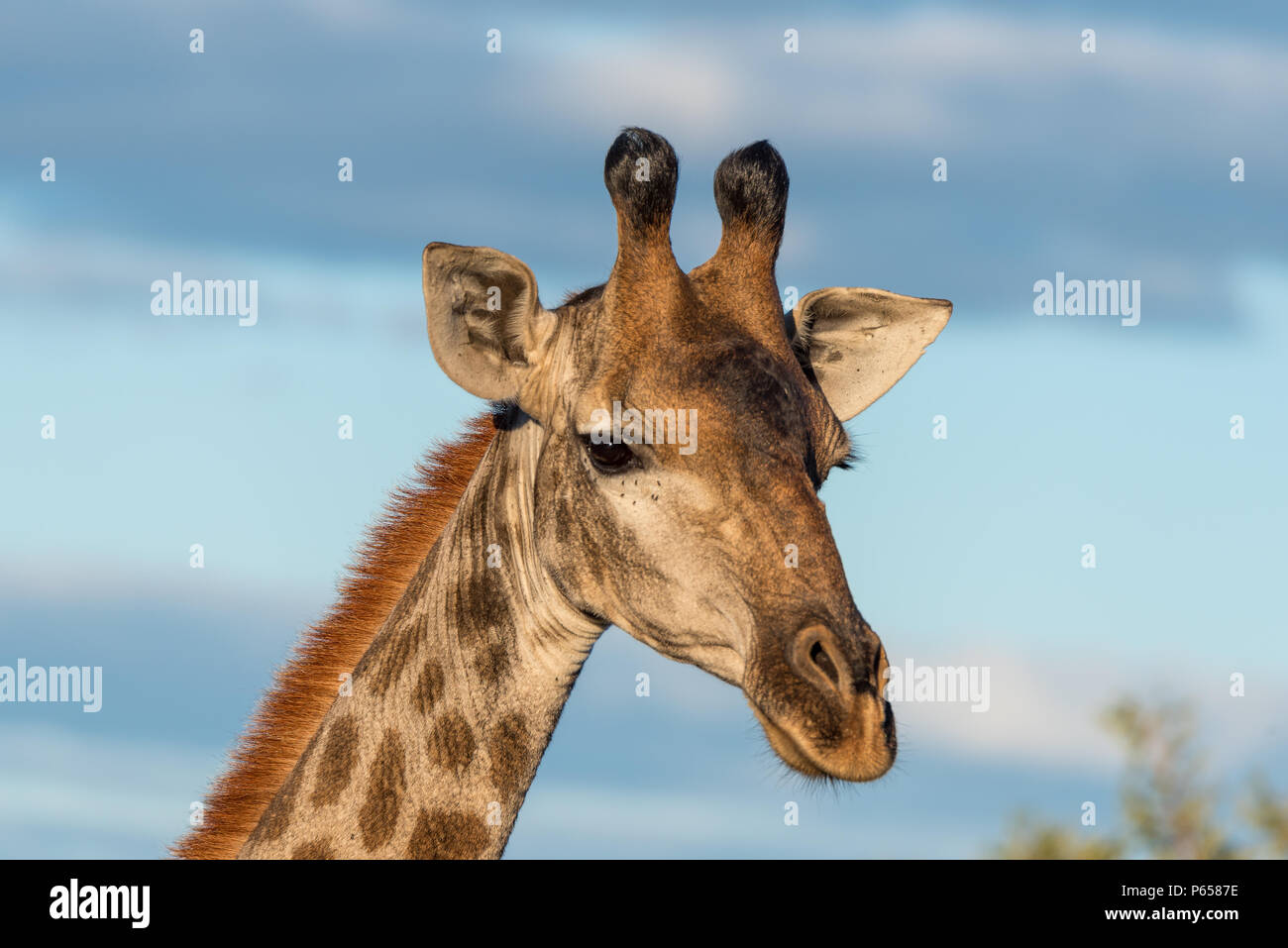 Giraffes head hi-res stock photography and images - Alamy