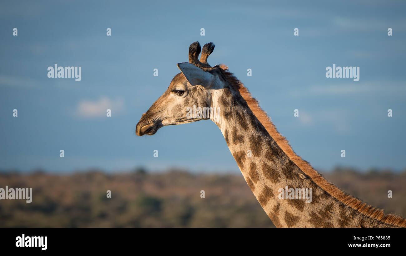 Side view of giraffe with head above trees Stock Photo - Alamy