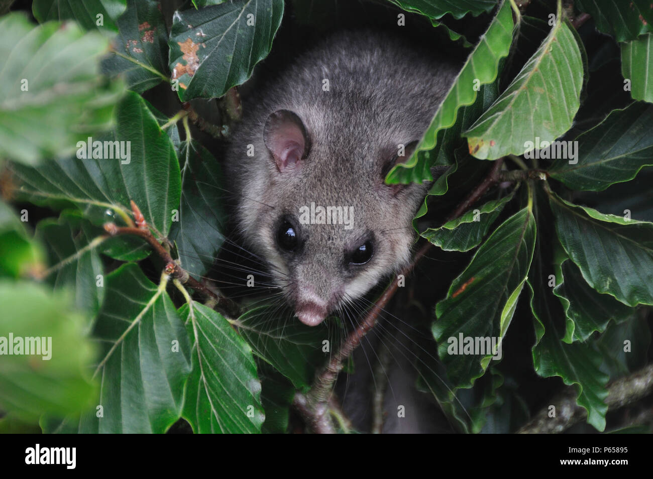 Dormouse photo hi-res stock photography and images - Alamy
