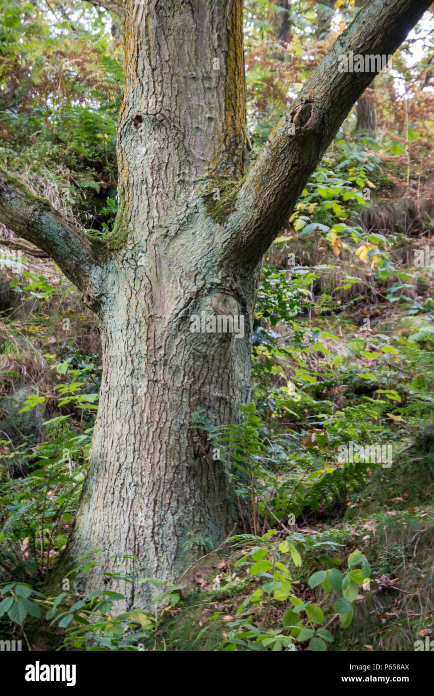 A fun image of the trunk and branches of a tree which appear to look ...